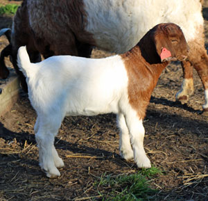 Ladybug Hill Farm--Welcome